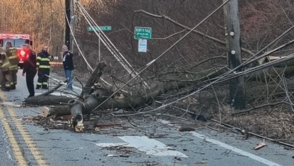 Fatal accident as tree falls on couple's car in W… - CrashDaily.com
